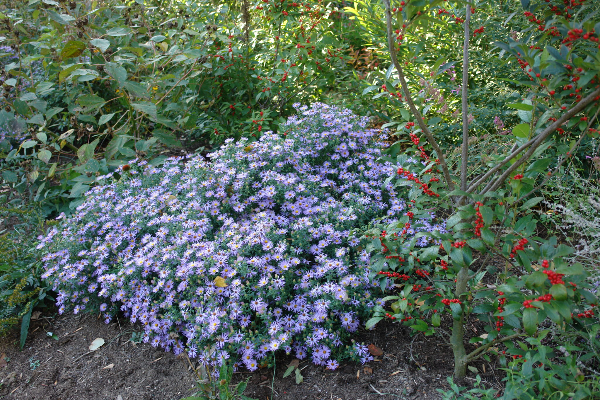 2025 DNLA Plants of the Year - Delaware Nursery & Landscape Association